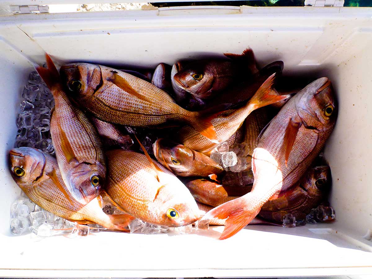 Gallery | Restaurant in Ammoudi Santorini, Oia | Dimitris Taverna