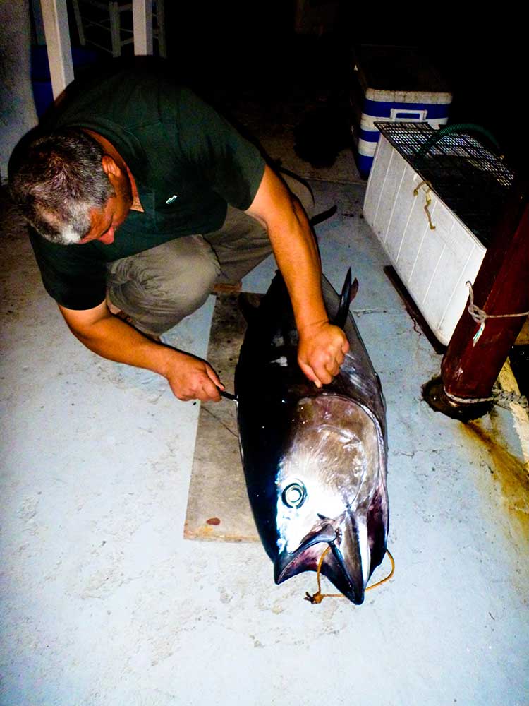 Gallery | Restaurant in Ammoudi Santorini, Oia | Dimitris Taverna