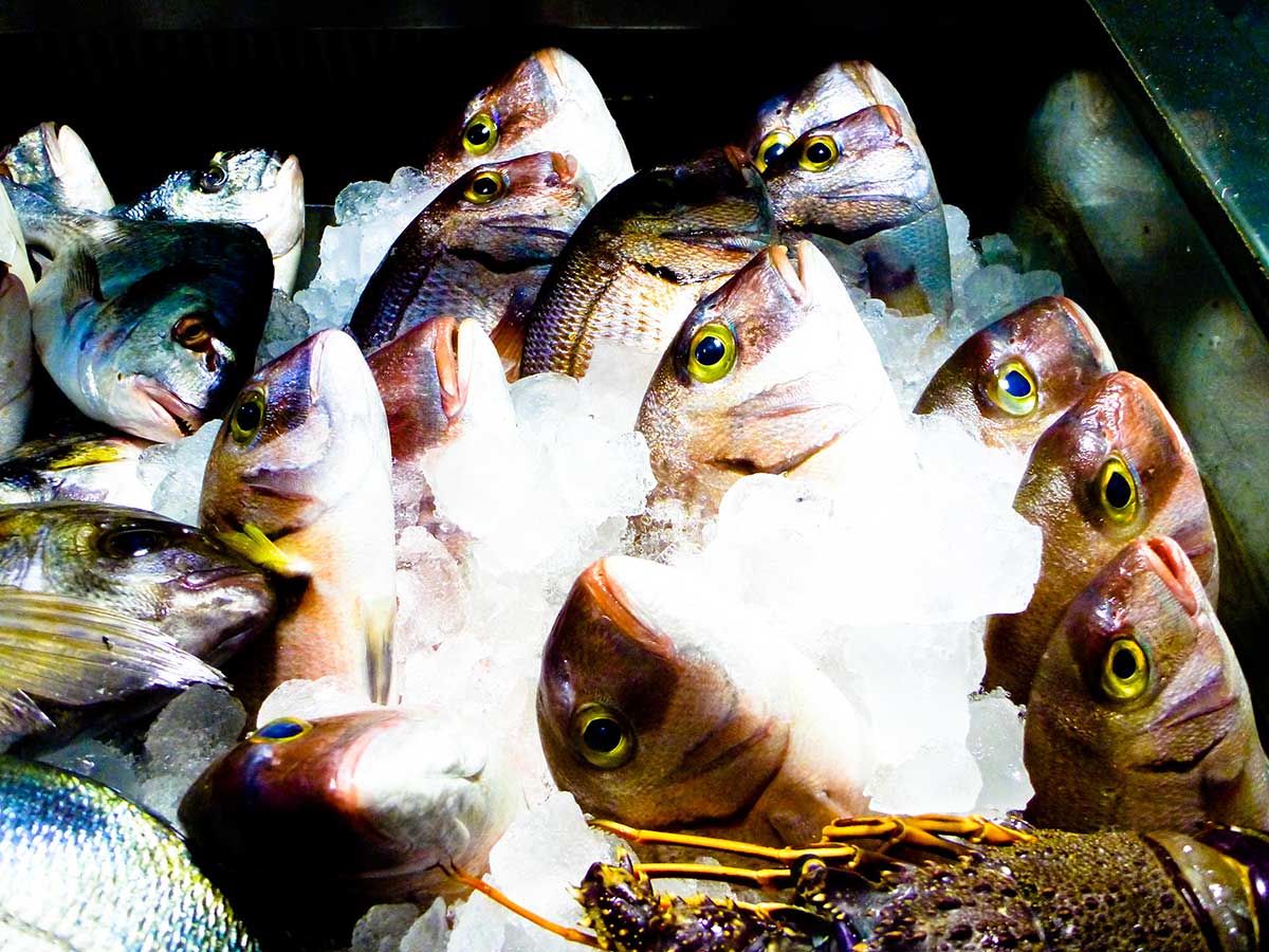 Gallery | Restaurant in Ammoudi Santorini, Oia | Dimitris Taverna